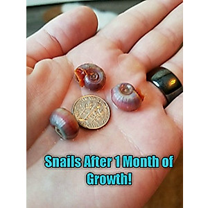 9+ Live Ramshorn Snails Aquarium or Pond, Algae Clean Up! Shipped Daily!