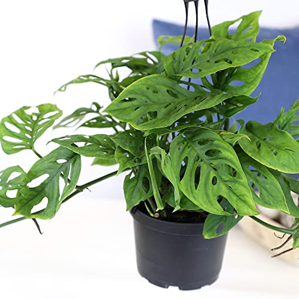6" Swiss Cheese Plant Monstera Adansonii Live Plant Hanging Basket, Swiss Cheese Monstera Plant Live House Plants Indoors Live Plants Indoor Plants Live Houseplants Live Indoor by Plants for Pets