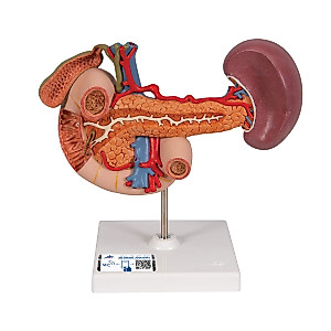 3B Scientific K22/2 Rear organs of the upper Abdomen - 3B Smart Anatomy