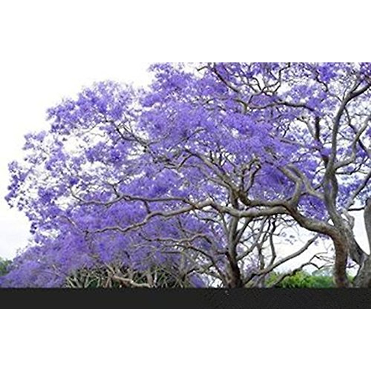 Golden autumn farm- 25 Blue Jacaranda Tree Jacaranda Mimosifolia Seeds/Excellent As Bonsai