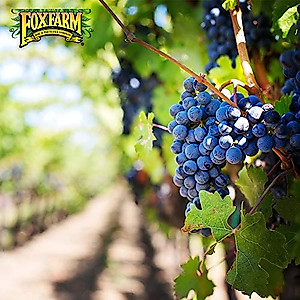 Fox Farm Ocean Forest and Happy Frog Potting Soil Organic Natural Soil Mix for Indoor and Outdoor Plants - Organic Plant Fertilizer - (12 Quart). - (Bundled with Pearsons Protective Gloves) (2 Pack)