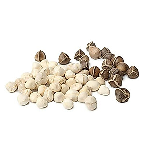 Moringa Seeds Kernel Shelled 16 oz. / 1 lb. - Clean PKM1 Variety - Edible - Moringa Oleifera - Malunggay - Semillas De Moringa - Drumstick Tree - Non-GMO - 2000 to 2400 Seeds Approx.