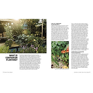 Companion Planting for Beginners: Pair Your Plants for a Bountiful, Chemical-Free Vegetable Garden