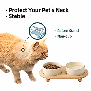 Havniva Ceramic Elevated Cat Food and Water Bowl , Kitty Bowl , Raised Cat Dish , Cat Feeder (2 x Cream White + Stand)