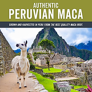 Viva Naturals Organic Maca Powder - Gelatinized Maca Powder Organic, Pervuian Superfood Traditionally Used for Energy, Certified Organic, Gluten-Free & Non-GMO, 16 Oz (1 lb) Bag