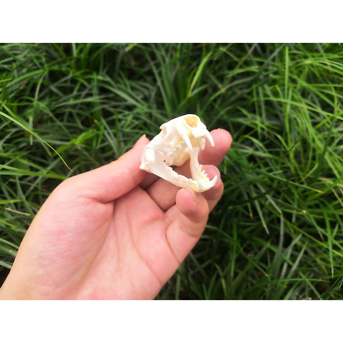 Racoon Dog Skull,Cat Skull,Coypu Skull,Muskrat Skull,Fox Skull,Raccoon Dog Skull,Mink Skull,Taxiderm Skull Specimen