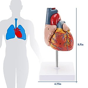 ASINTOD Human Heart Model, 2-Part Life Size Cardiac Anatomical Model, 48 Accurate Numbered Anatomical Structures with Number Manual, Magnets, Display Base
