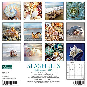 Seashells 2021 Wall Calendar