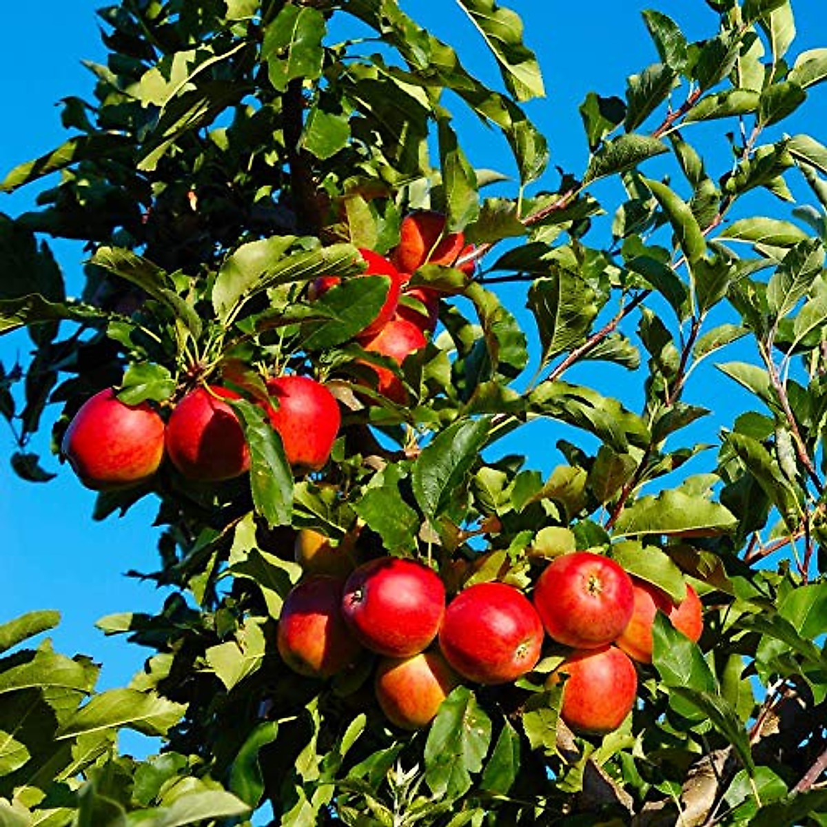 Brighter Blooms - Dwarf Gala Apple Trees, 5-6 ft. - Bushels of Delicious Apples Each Year - No Shipping to AZ, ID, OR, or CA