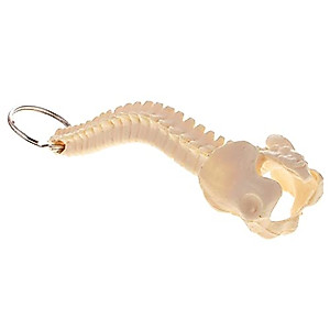 Milageto Human Spine Keychain, 4D Skeleton Model Key, School