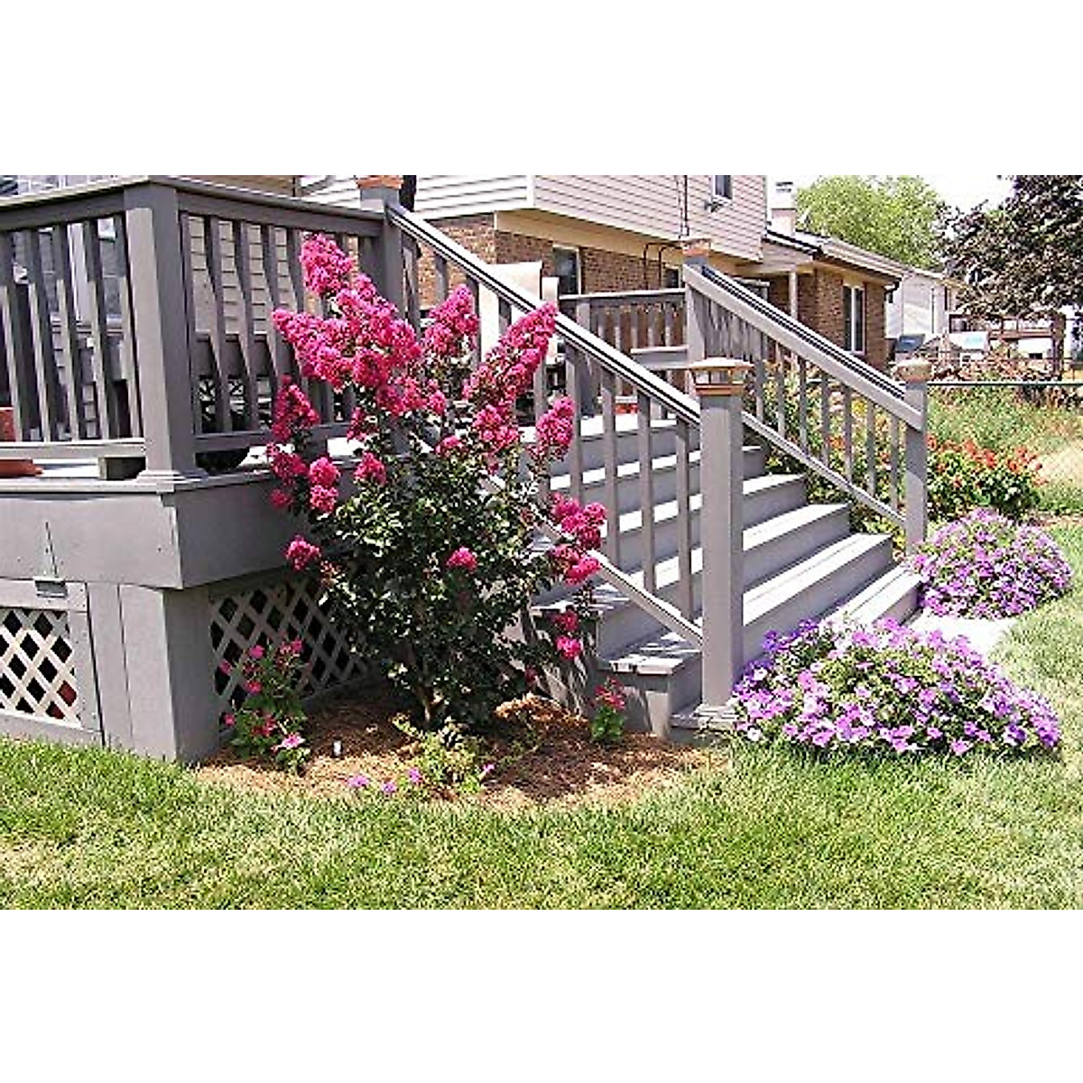 1195B-Dwarf Pink Crape Myrtle (Lagerstroemia Indica) Seeds by Robsrareandgiantseeds UPC0764425788461 Non-GMO,Organic,USA Grower,Bonsai,Showy, Butterfly Flower,1195-B Package of 10 Seeds