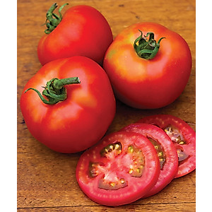 Burpee 'Early Girl',Slicing Tomato, 50 Non-GMO Seeds