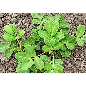 Peanut Seeds - Virginia Jumbo - Organic - 20+ Seeds - Glasgow's Goods