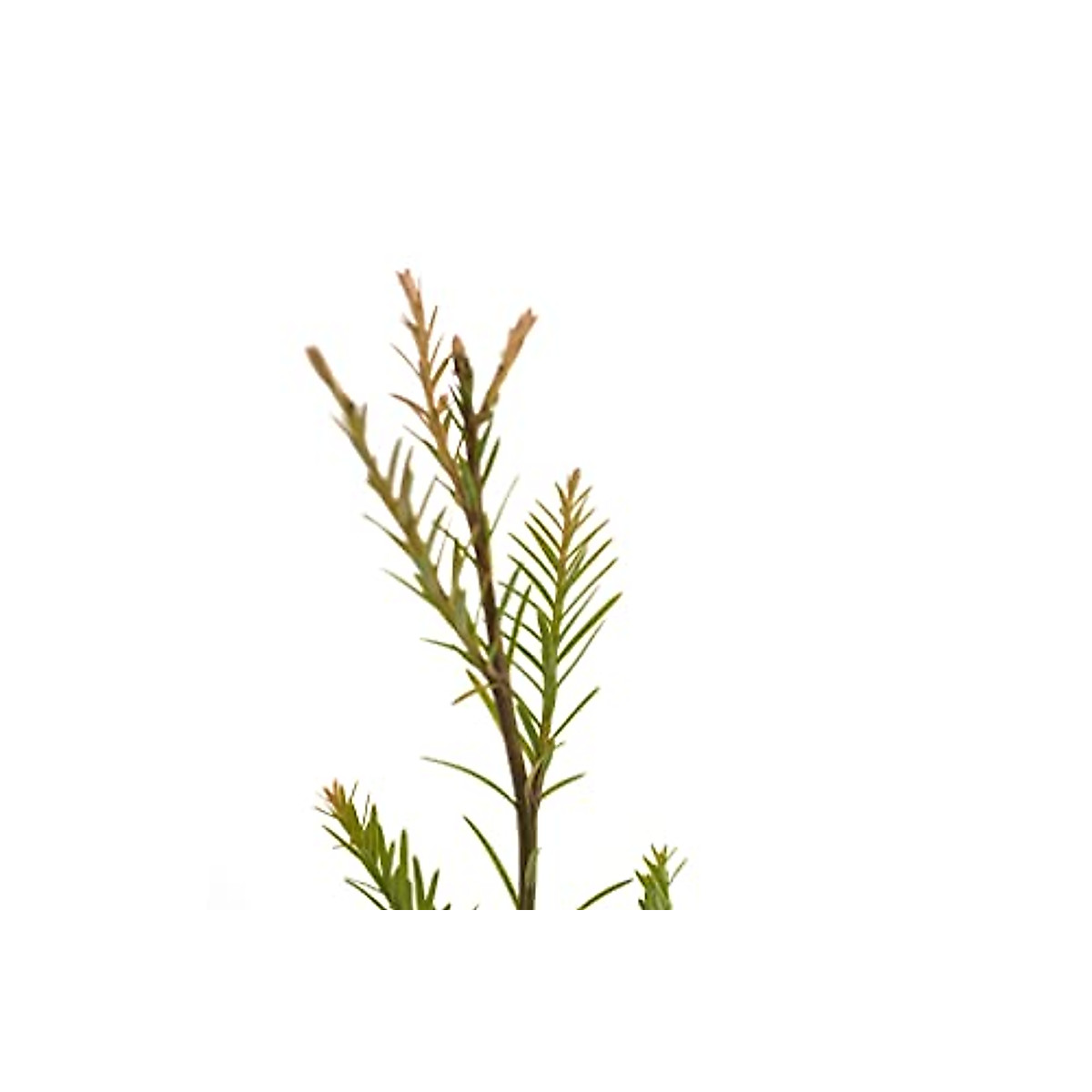 Coast Redwood | Medium Tree Seedling | The Jonsteen Company
