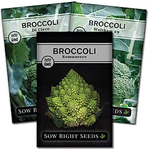 Sow Right Seeds - Broccoli Seed Collection for Planting - Individual Packets Broccoli Di Ciccio, Romanesco, and Waltham 29 Non-GMO Heirloom Seeds to Plant an Outdoor Home Vegetable Garden