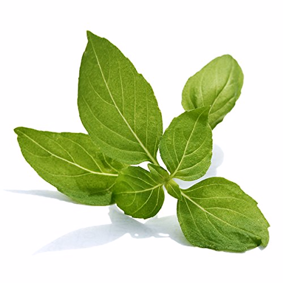 100+ Indian Rama Tulsi Holy Sacred Basil Seeds Green Leaf Heirloom Non-GMO Tulasi Herb Grows Big Fragrant Grown in USA