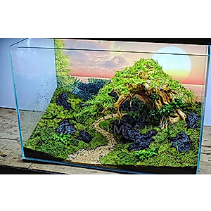 Bonsai Driftwood Aquarium Tree for Aquarium Decor Fish Tank Decorations