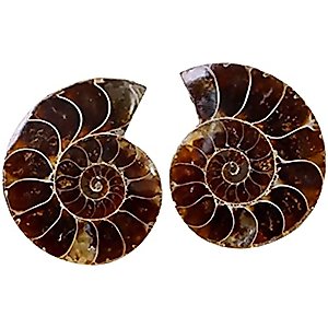 ULTECHNOVO 2pcs Ammonite Shell Fossil Madagascar Extinct Natural Stones Minerals Specimen for Basic Paleontology Biological Science Education Laboratory Supply