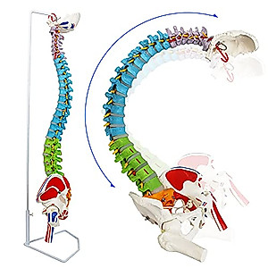 NEW HORIZON Scientific Spinal Cord Model,Skeleton Model -34" Life Size Spinal Column Model with Vertebrae, Nerves, Arteries, Lumbar Column, and Male Pelvis, Includes Stand (Good After-Sales)