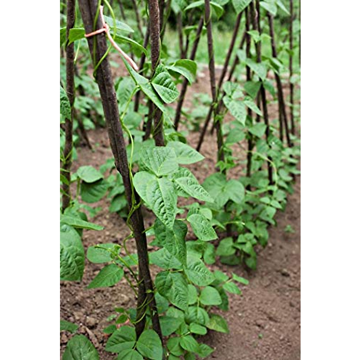 Kentucky Wonder Pole Bean Seeds for Planting, 30 Heirloom Seeds Per Packet, (Isla's Garden Seeds), Non GMO Seeds, Botanical Name: Phaseolus vulgaris, Great Home Garden Gift