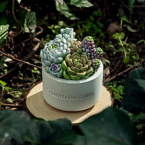 Assorted Succulent Pot Scented Candle for Spa Home Decoration Wedding Gift