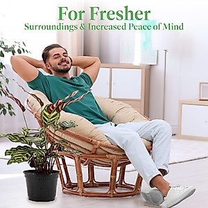 American Plant Exchange Calathea Makoyana with White Pot Cover, 6-Inch Pot, Easy Care, Live Indoor Prayer Plant, Pet Safe, Tropical Houseplant for Home & Office Décor