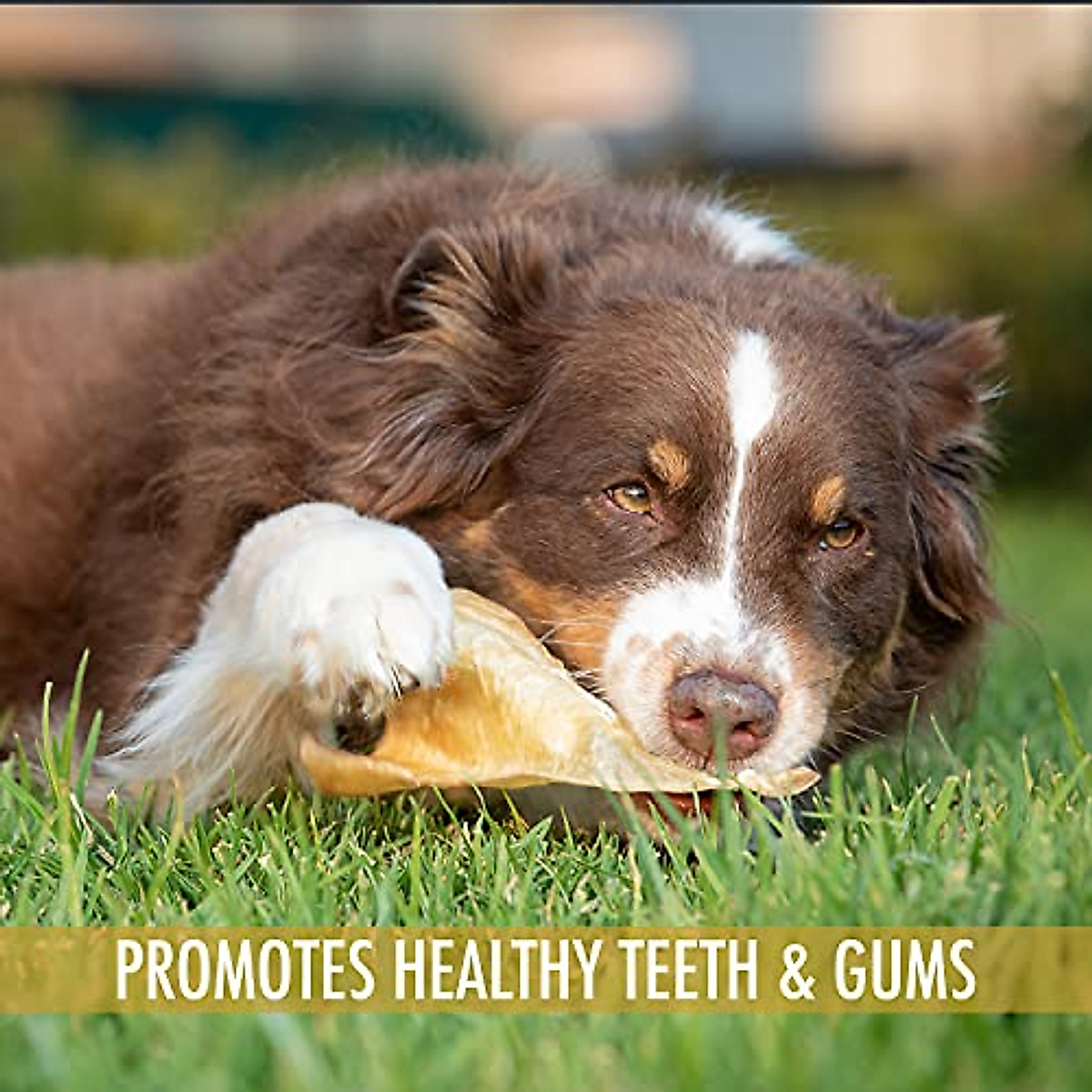 Wild Eats Water Buffalo All Natural Ear Dog Chews, Dog Treats & Dog Snacks - 20 Piece Value Pack (Grain Free Dog Treats - Great Alternative to Pig Ears, Cow Ears, Dog Bones & Rawhides for Dogs)