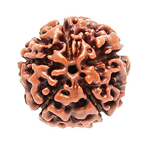 Petrichor Original Nepali 5 Mukhi Rudraksha Round Bead (Colour: Brown)