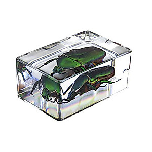 Celestron – Real 3D Bugs in Clear Resin – 4pc Set Includes Wasp, Ant, Chafer, and Beetle Specimens – Perfect for Science Eduction and Classroom – Use with Digital and Stereo Microscopes