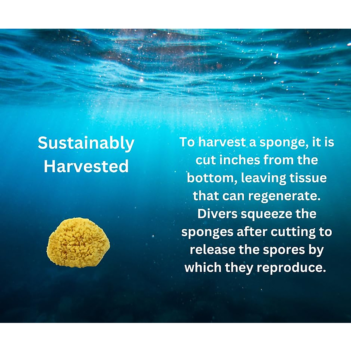 Natural Sea Wool Sponge 4-5" by Spa Destinations ® Amazing Natural Renewable Resource Creating The in Perfect Bath and Shower Experience