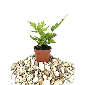 Mini Fairy Garden - Terrarium Fern Assortment - 6 Live Plants in 2 Inch Pots - Rare Ferns from Florida - Growers Choice Based On Health, Beauty and Availability