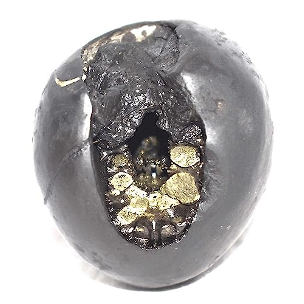Adwaitya Golden ChinnaMasta Dasha MahaVidya Shaligram, Fossil, Fossil