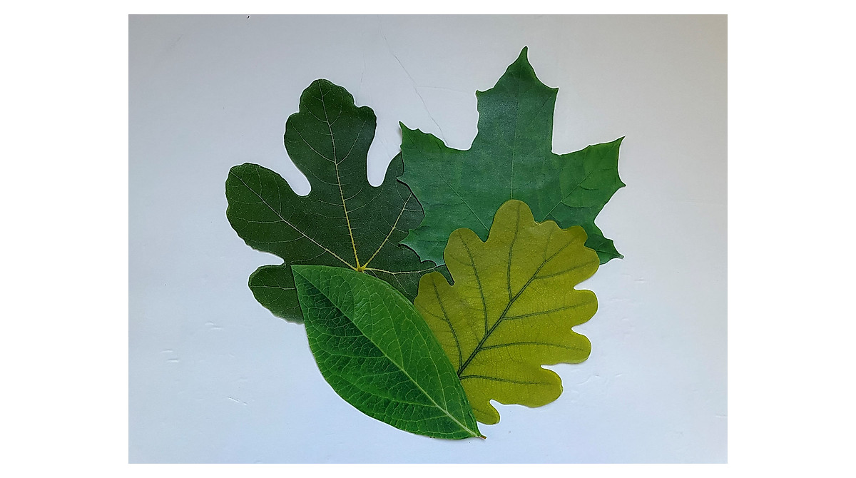 Parchment Paper Leaves for Cheese & Charcuterie Boards