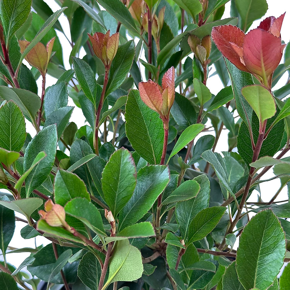 Blooming & Beautiful - Snow White Indian Hawthorn - 3 gal - Compact Evergreen Shrub - Fragrant White Cluster Flowers - Dark Green Foliage - Zones 7-9 - Rhaphiolepis Indica 'Snow White' - 3 Gallon Pot