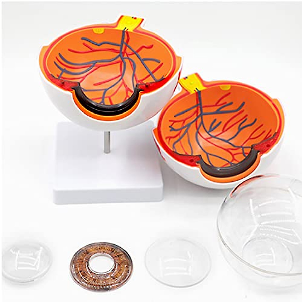 HINGONS 6X Enlarged Human Eye Anatomical Model, Anatomically Eyeball Display Model with Removable Stand for Medical Science Education & Anatomy