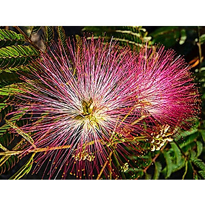 20 Albizia Julibrissin Mimosa Bonsai Tree Seeds for Planting - Persian Pink Silk Tree - Ships from Iowa, USA