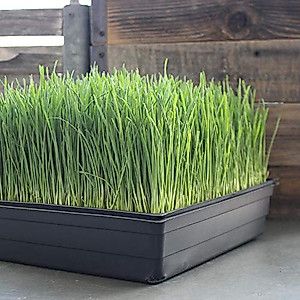 Organic Wheatgrass Growing Starter Kit - Grow & Juice Wheat Grass - Includes Non-GMO, Organic Wheatgrass Seeds - for Healthy Wheatgrass Shots, Home, Garden, and Cat Grass