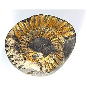 phoenix888 XUETZALCOATL Surya Laxmi Maha Vishnu Buddha Dev Shaligram Nepal Kali Gandaki