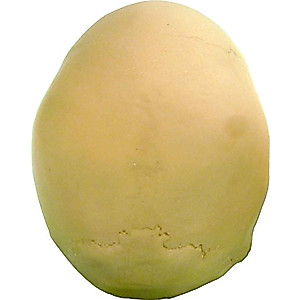 Life-Size Human Skull Anatomy Medical Studies Replica, Model 3093001