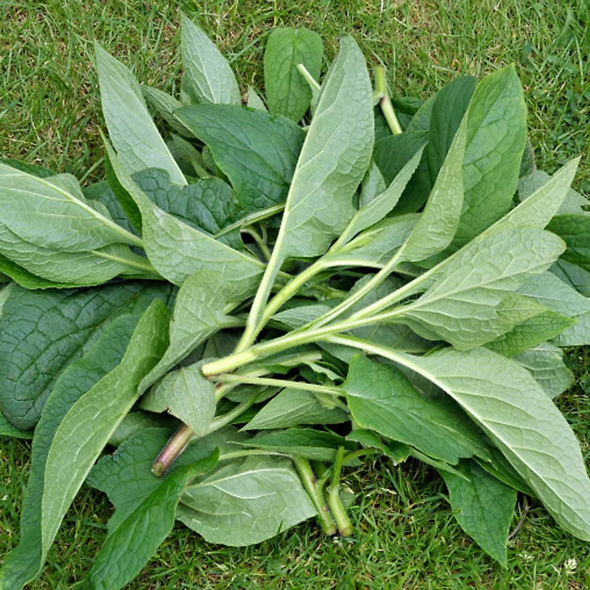 Comfrey Salve Herbal Balm Skin Body Care Ointment 2 oz