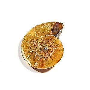 XUETZALCOATL Daamodarah Sudarshan Shaligram 1.5cm - 2.5cm from Kali Gandaki 1 pcs