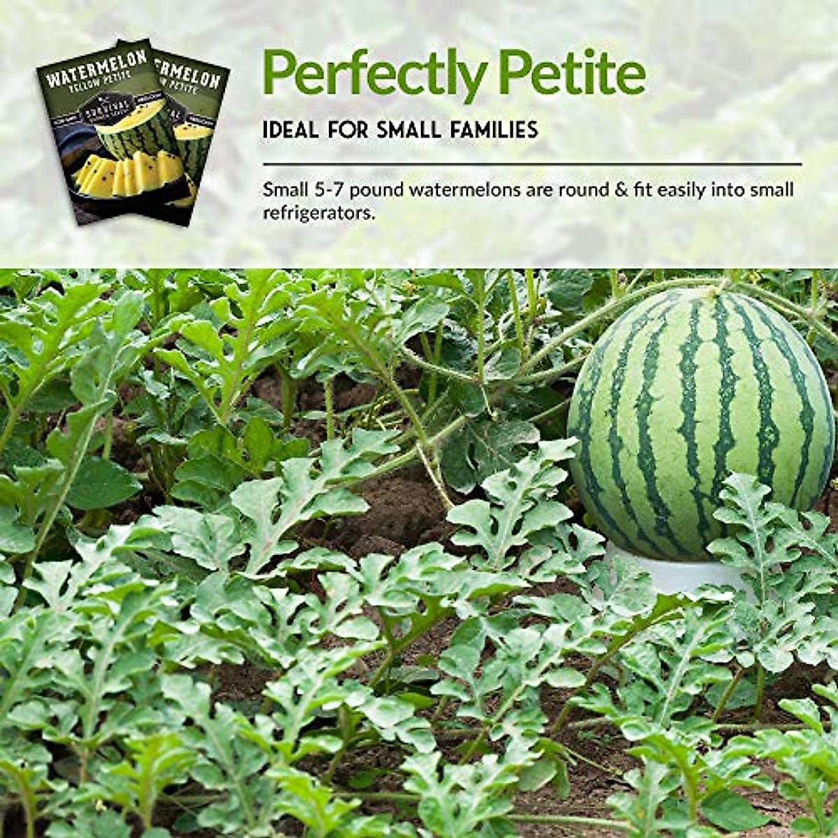 Survival Garden Seeds - Yellow Petite Watermelon Seed for Planting - Packet with Instructions to Plant and Grow Small Yellow Watermelons in Your Home Vegetable Garden - Non-GMO Heirloom Variety