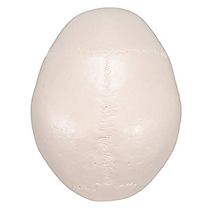 3B Scientific A20 Classic Skull 3-part - 3B Smart Anatomy