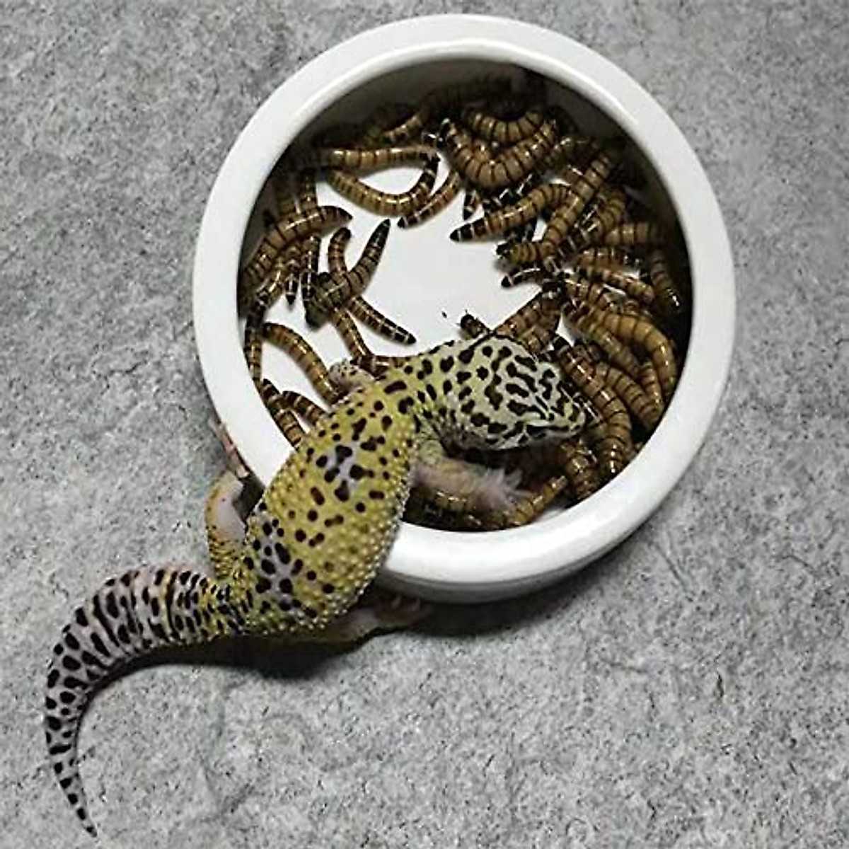 Tfwadmx 2 Pack Reptile Food Bowl, Mini Ceramic Water Feeder Bowl, Reptile Worm Feeding Dish for Lizard Turtle Bearded Dragon Anoles Crested Gecko Hermit Crab Leopard Gecko Chameleon Corn Snake