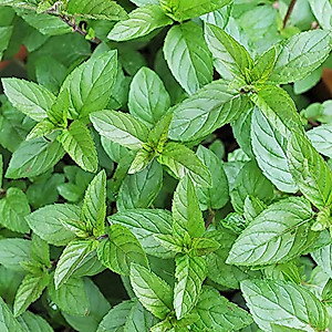 YEGAOL Garden Chocolate Mint Seeds 100Pcs Herb Seeds Non-GMO Perennial Fast-Growing Patio Container Garden Plant