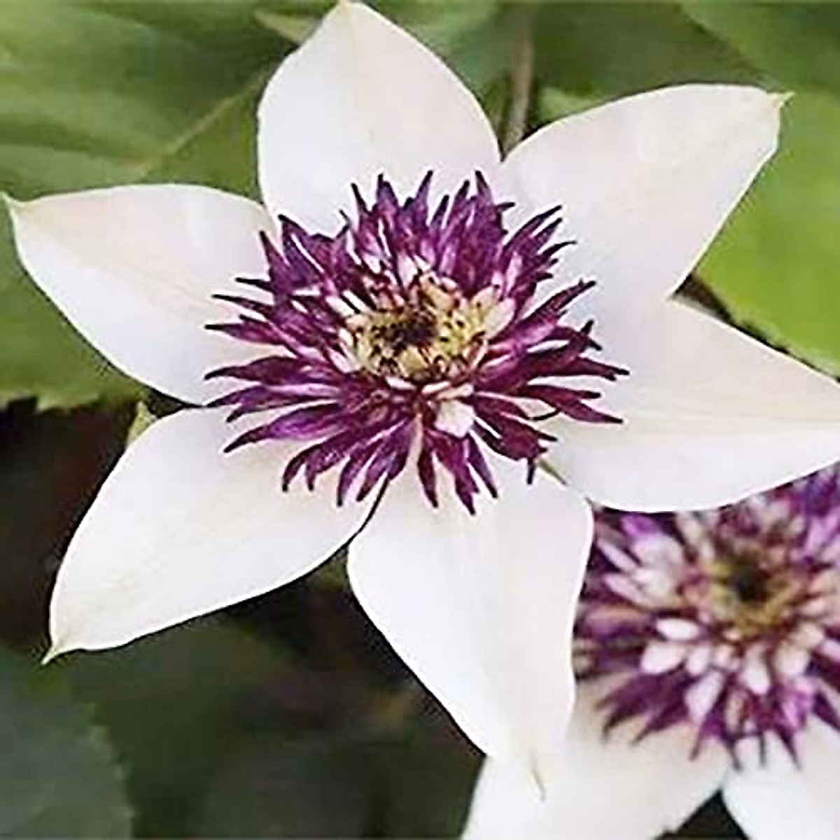 YEGAOL Garden 50Pcs White Purple Clematis Seeds Climbers Perennial Flower Seeds GMO Free Attract Butterflies & Hummingbirds Garden Courtyard Cottage Potted