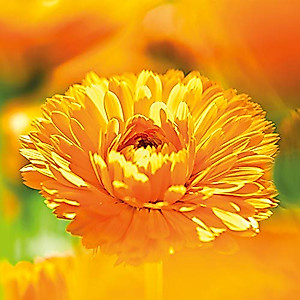 Weleda Baby Calendula Weather Protection Cream, 1 Fluid Ounce