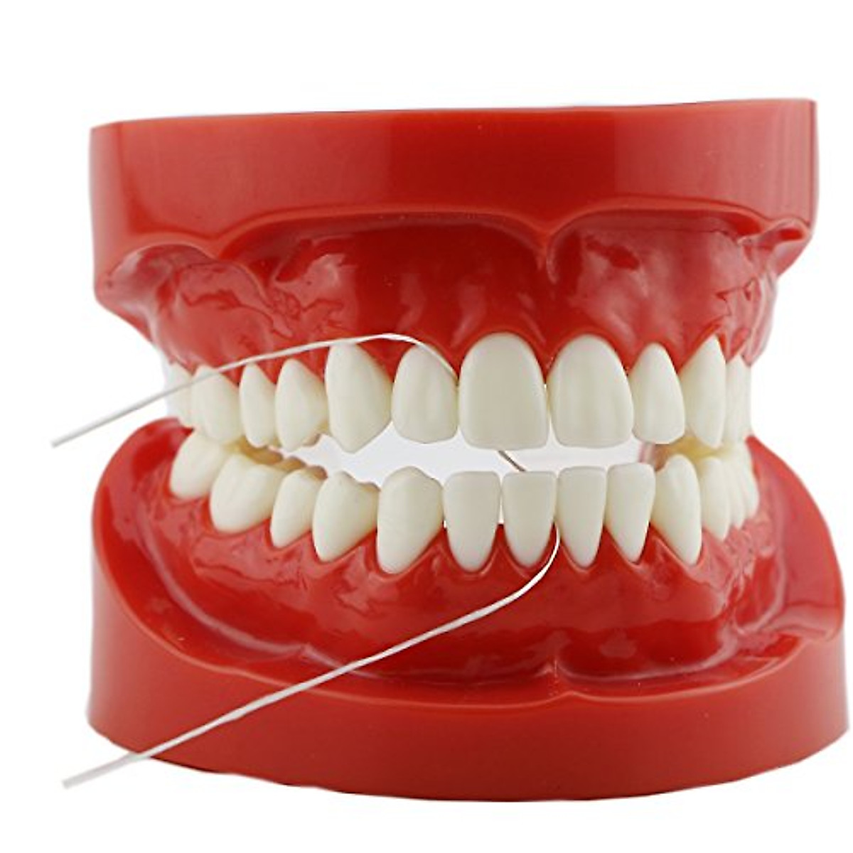 Dental Typodont Standard Teeth Model for Teaching Practice Demonstration Flossing Model for Adult
