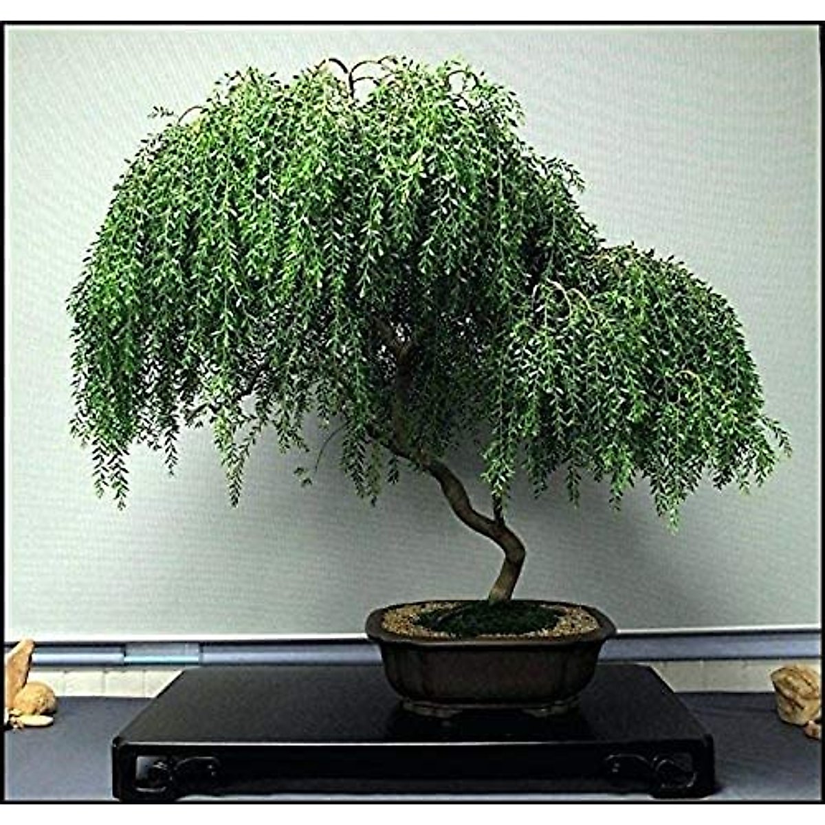 Dwarf Weeping Willow Bonsai Tree Cutting - Thick Trunk Start, A Must Have Dwarf Bonsai Material. Ships from Iowa, USA