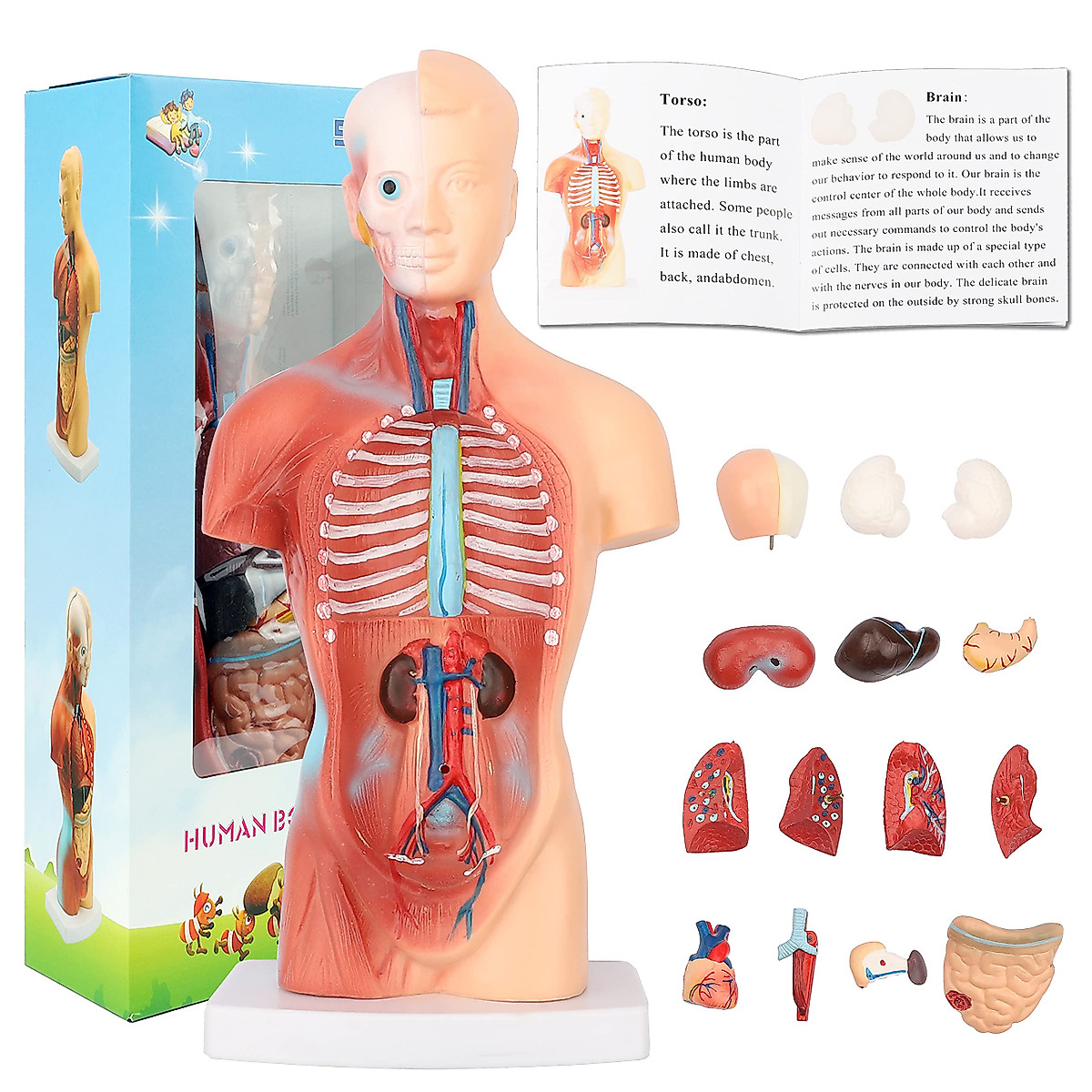 Human Body Model Removable Anatomy Model Teaching Medical Education 15 Parts Human Torso Organs Model